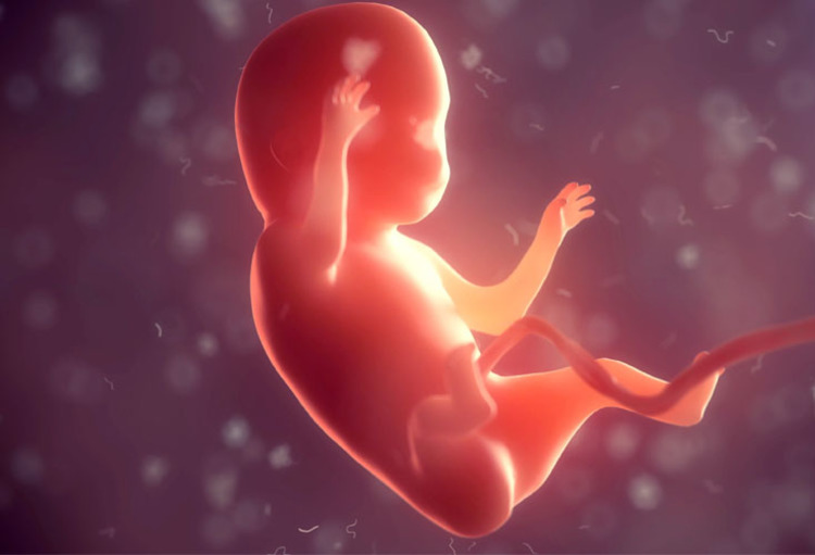 Un modèle humain d'embryon développé à partir de cellules souches - Le ...