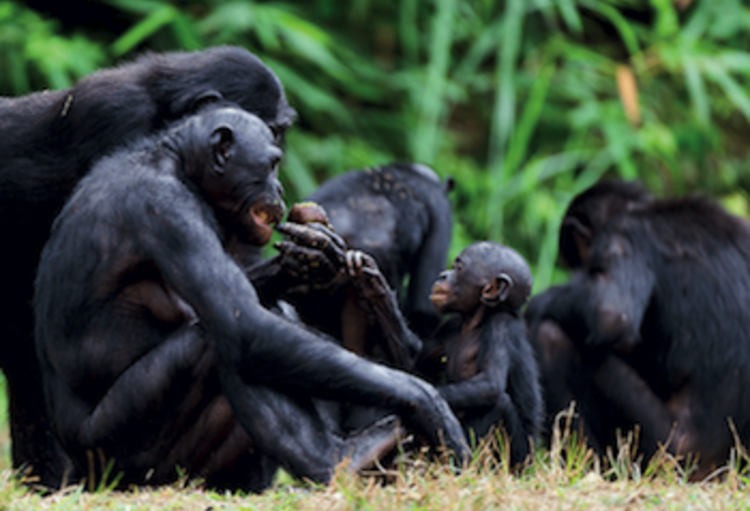 Bonobos et chimpanzés: des singes anthropoïdes qui ont de la ...