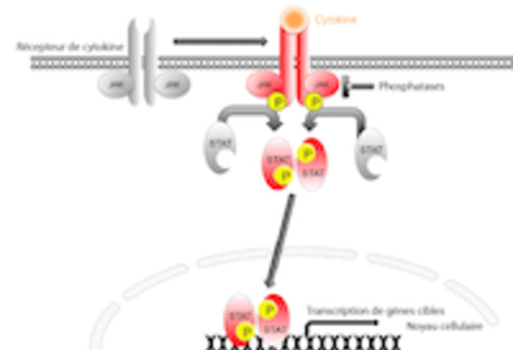 La (l’épi)génétique complexe de la leucémie aiguë lymphoblastique à ...
