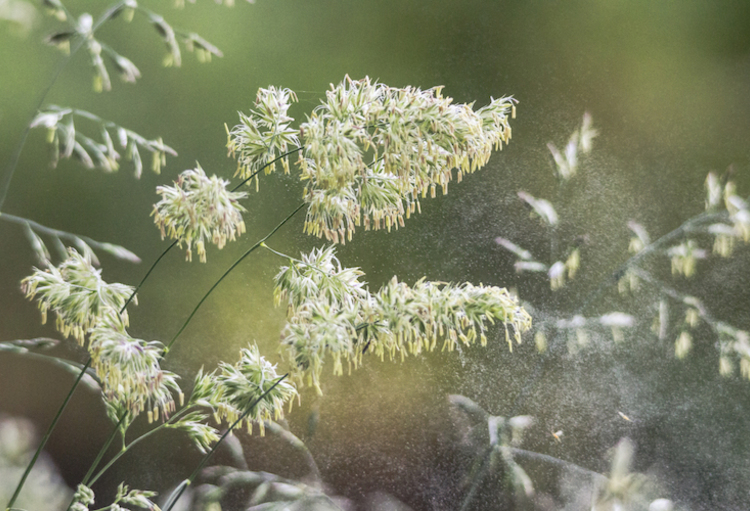 La saison du pollen de graminées a débuté - Le Spécialiste